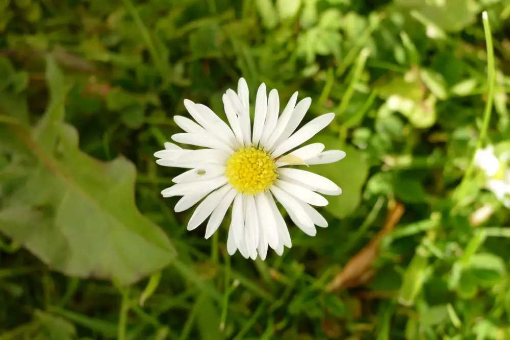 margarida tallada