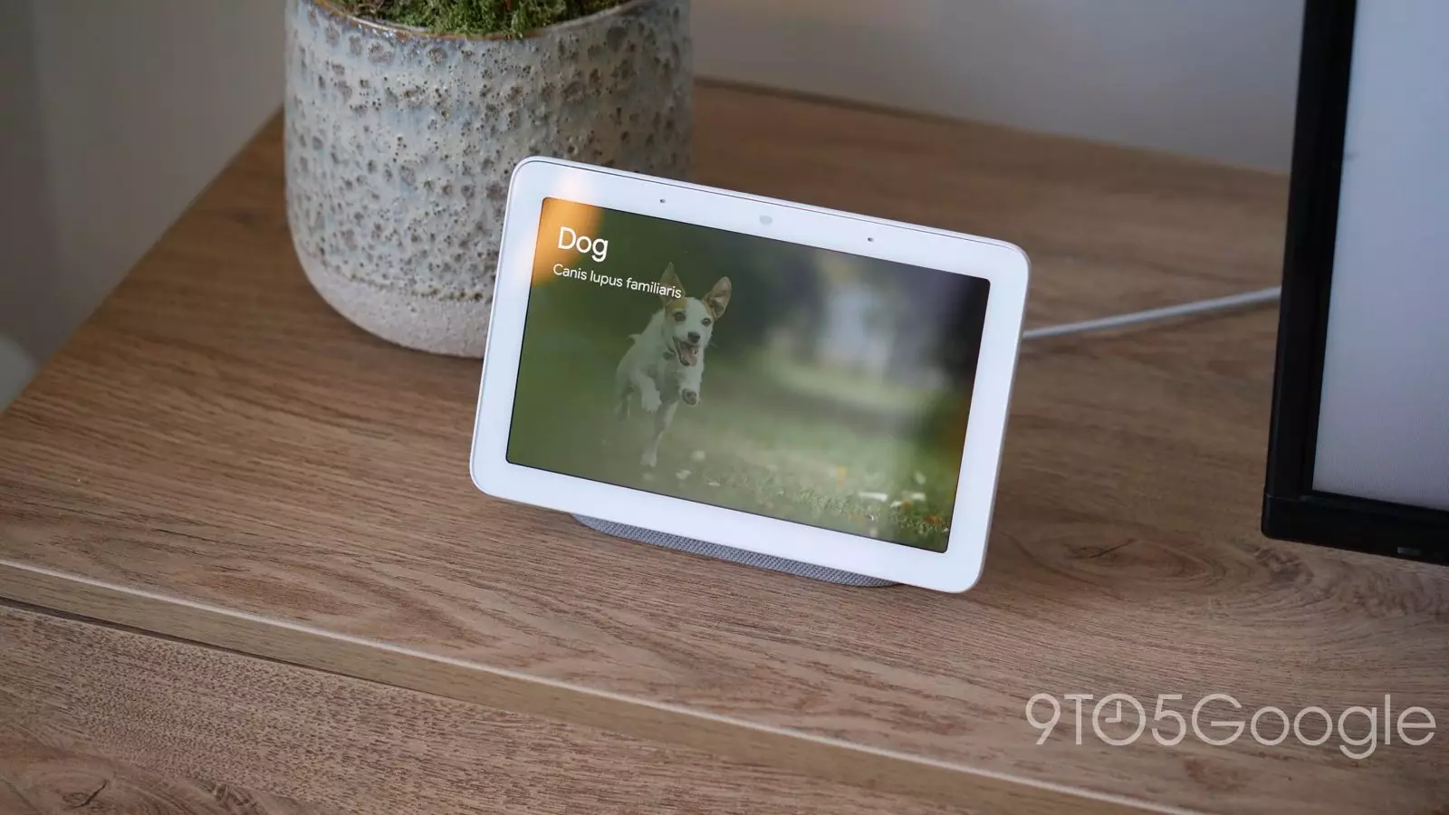 Google Nest/Home Hub 'geen klank'-gogga pla sommige gebruikers 924_1